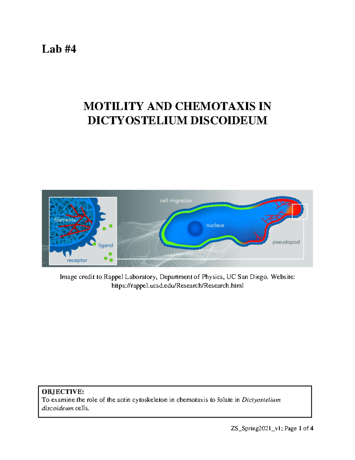 Lab 4 Chemotaxis Lab Manual - Lab MOTILITY AND CHEMOTAXIS IN DICTYOSTELIUM DISCOIDEUM Image ...