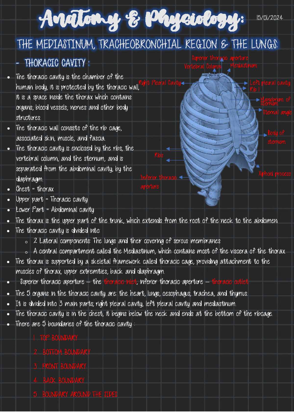 Anatomy Notes From lecture - Anatomy & Physiology: THE MEDIASTINUM ...