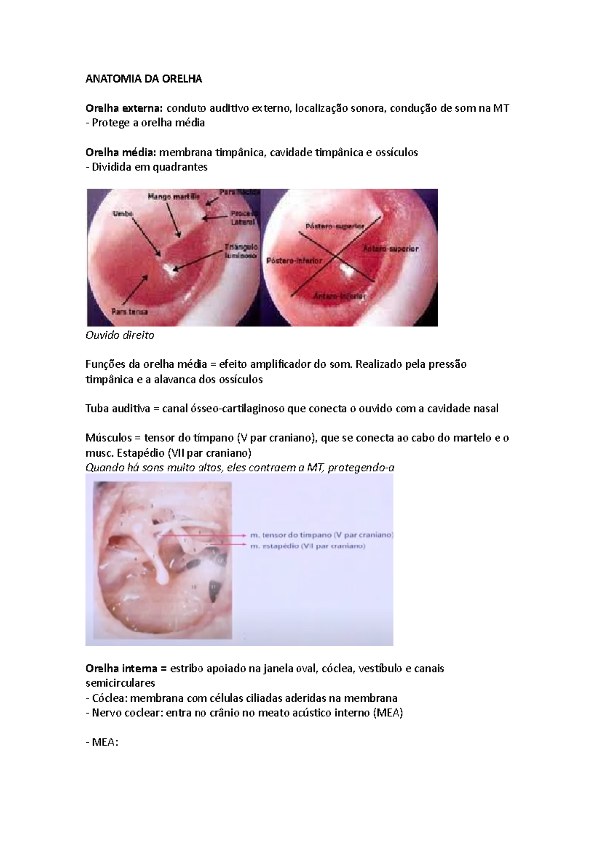 Anatomia ORL - orl - ANATOMIA DA ORELHA Orelha externa: conduto ...