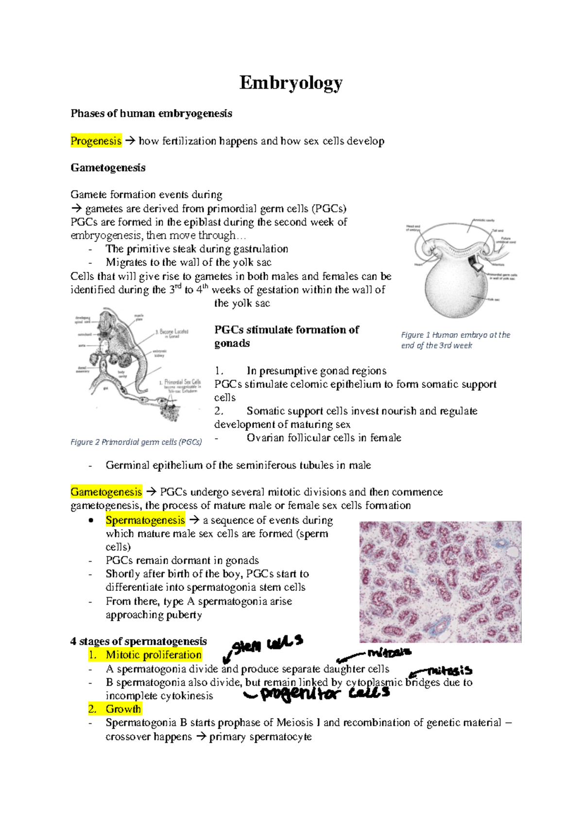 Embryology - Embryology Phases of human embryogenesis Progenesis → how ...