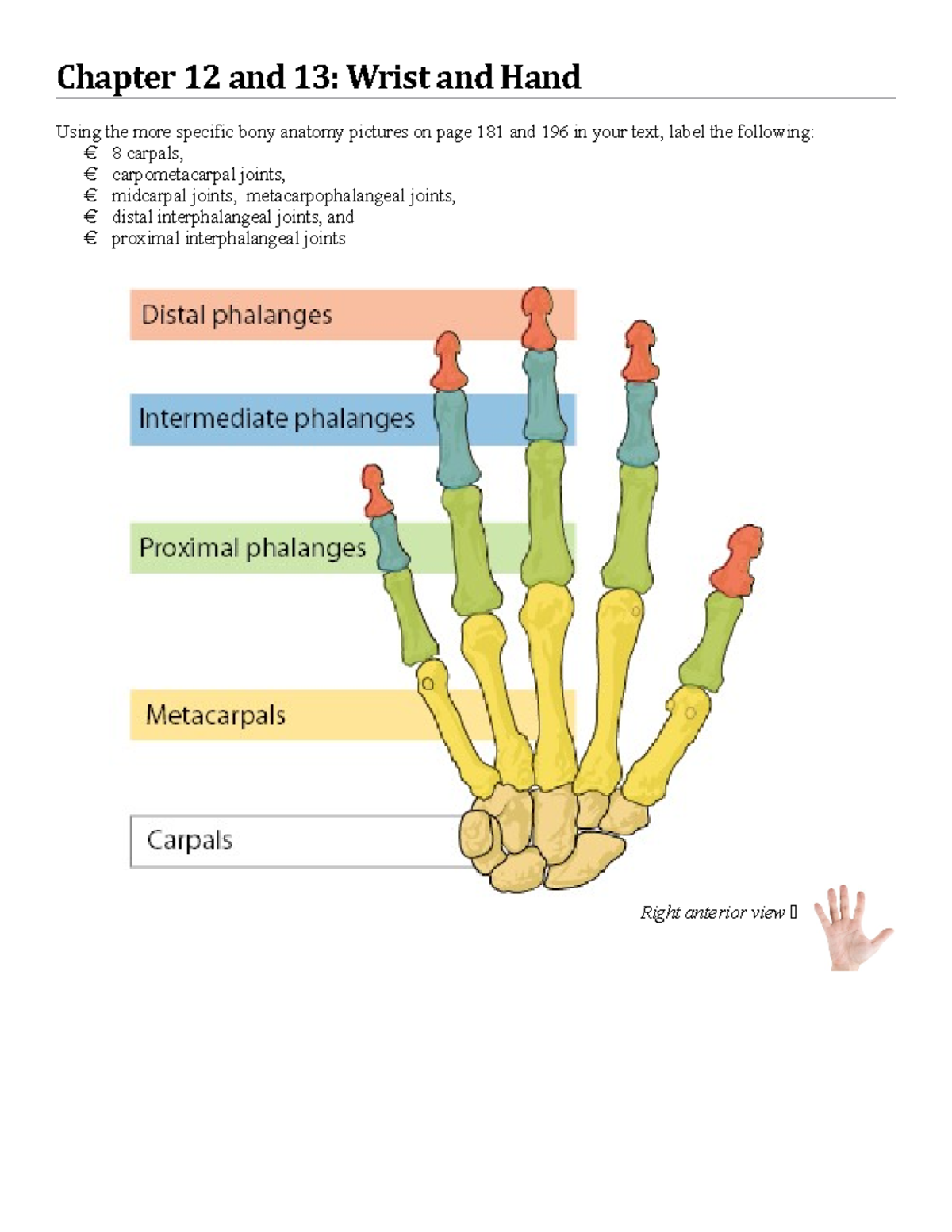 Chapter 12 and 13 wrist and hand complex - Chapter 12 and 13: Wrist and ...