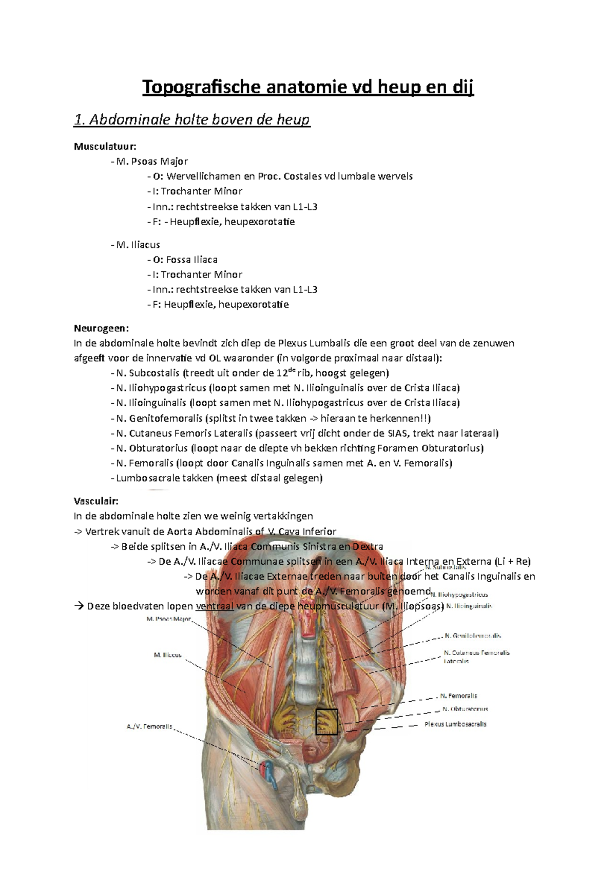 Topografische anatomie vd heup en dij - Abdominale holte boven de heup ...