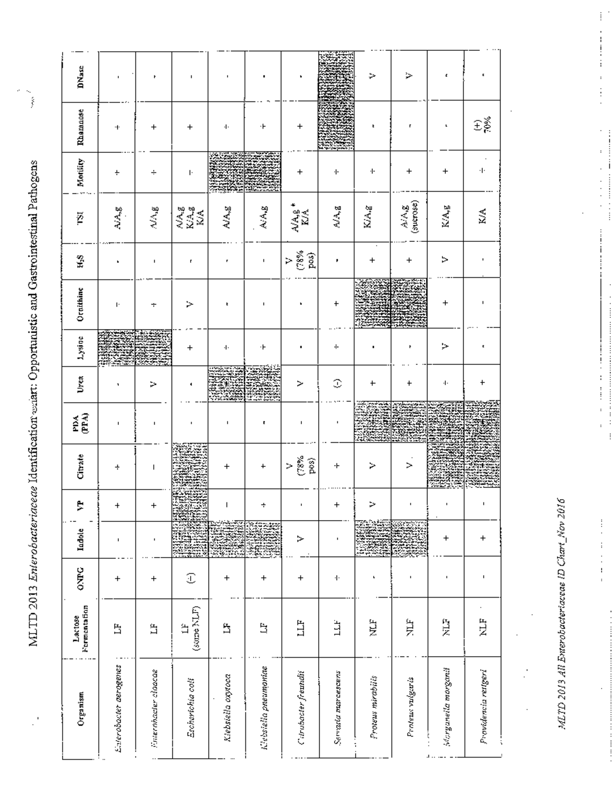 Enterobacteriaceae Chart with Overt Pathogens - MGMT3050 - Studocu