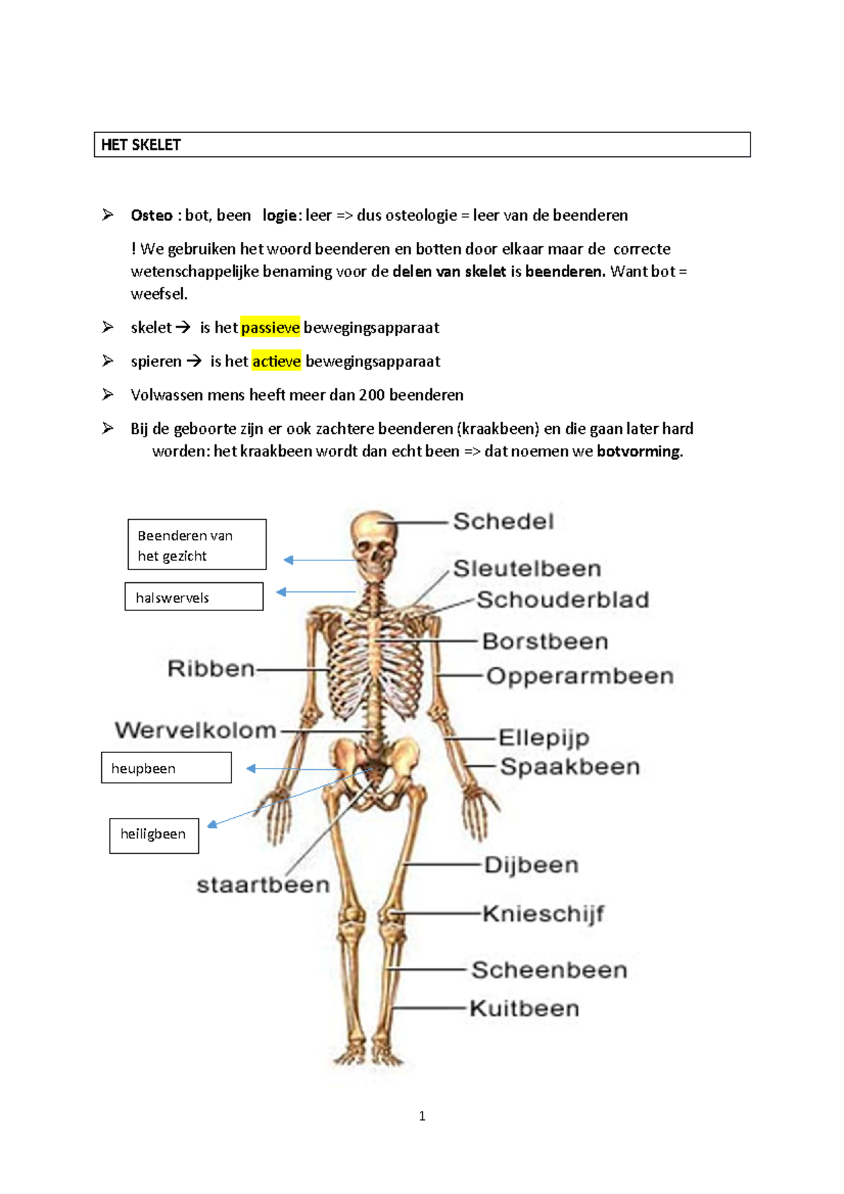 Het skelet - HET SKELET Osteo : bot, been logie: leer => dus osteologie ...
