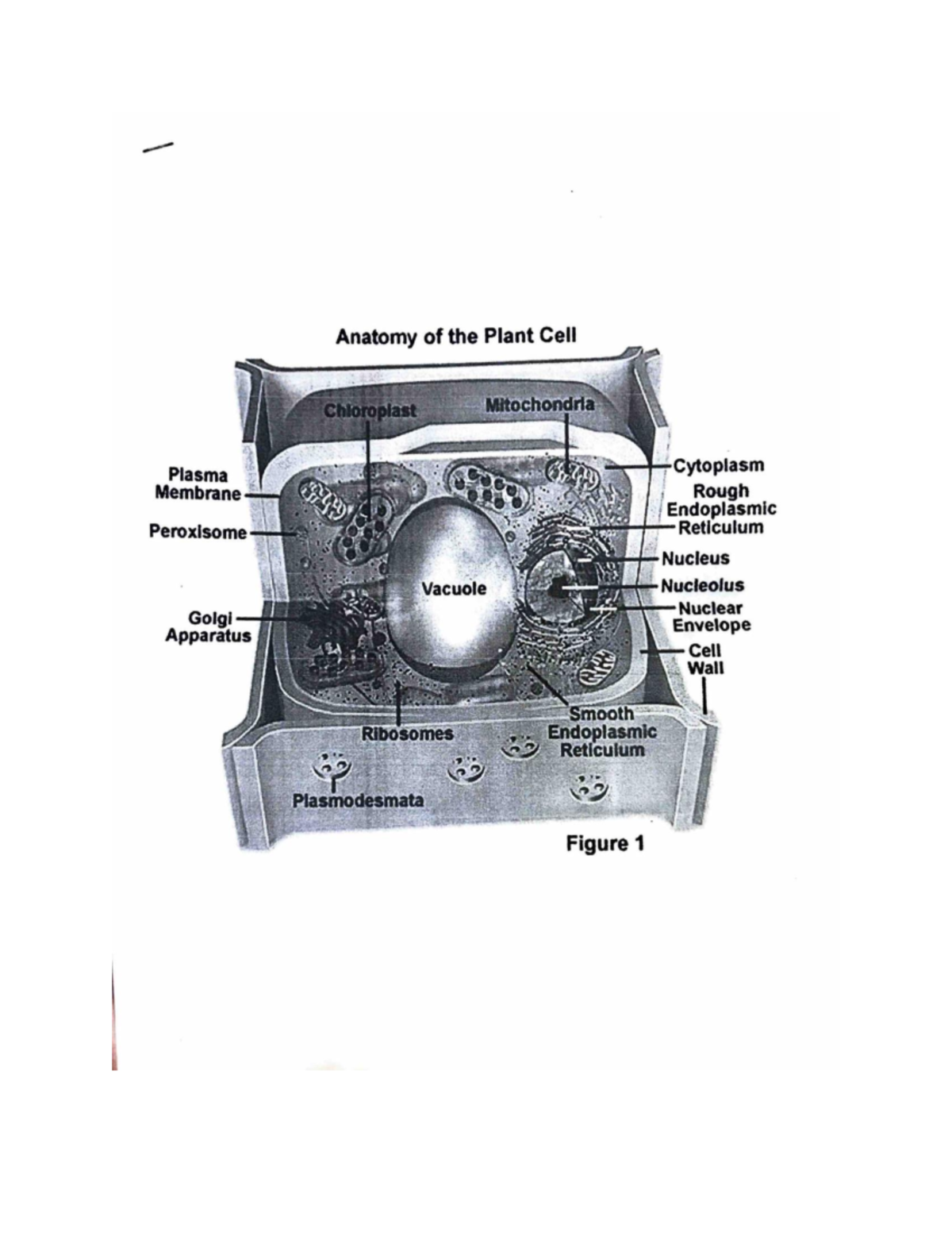 Botany - Anatomy of Plant Cell - Anatomy of the Plant Cell Chloroplast ...