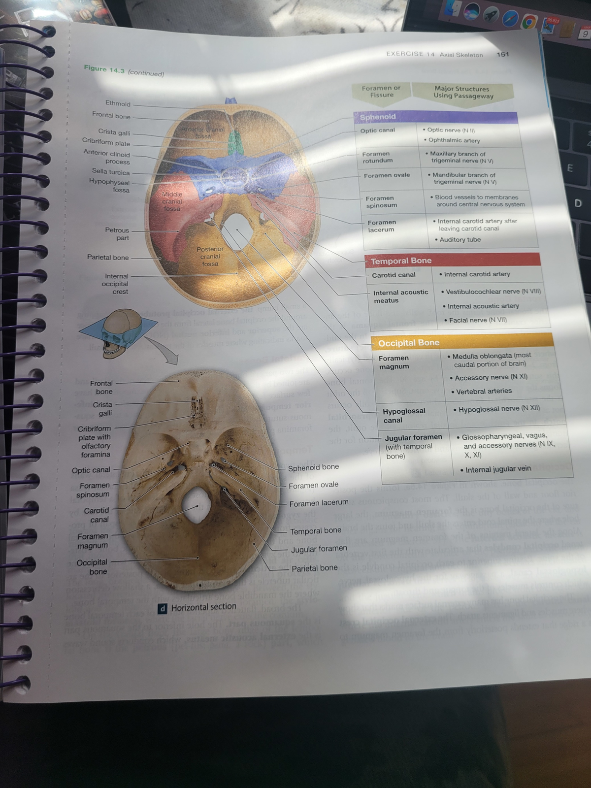20230309 121136 - this gives the view of what the inside of the skull ...