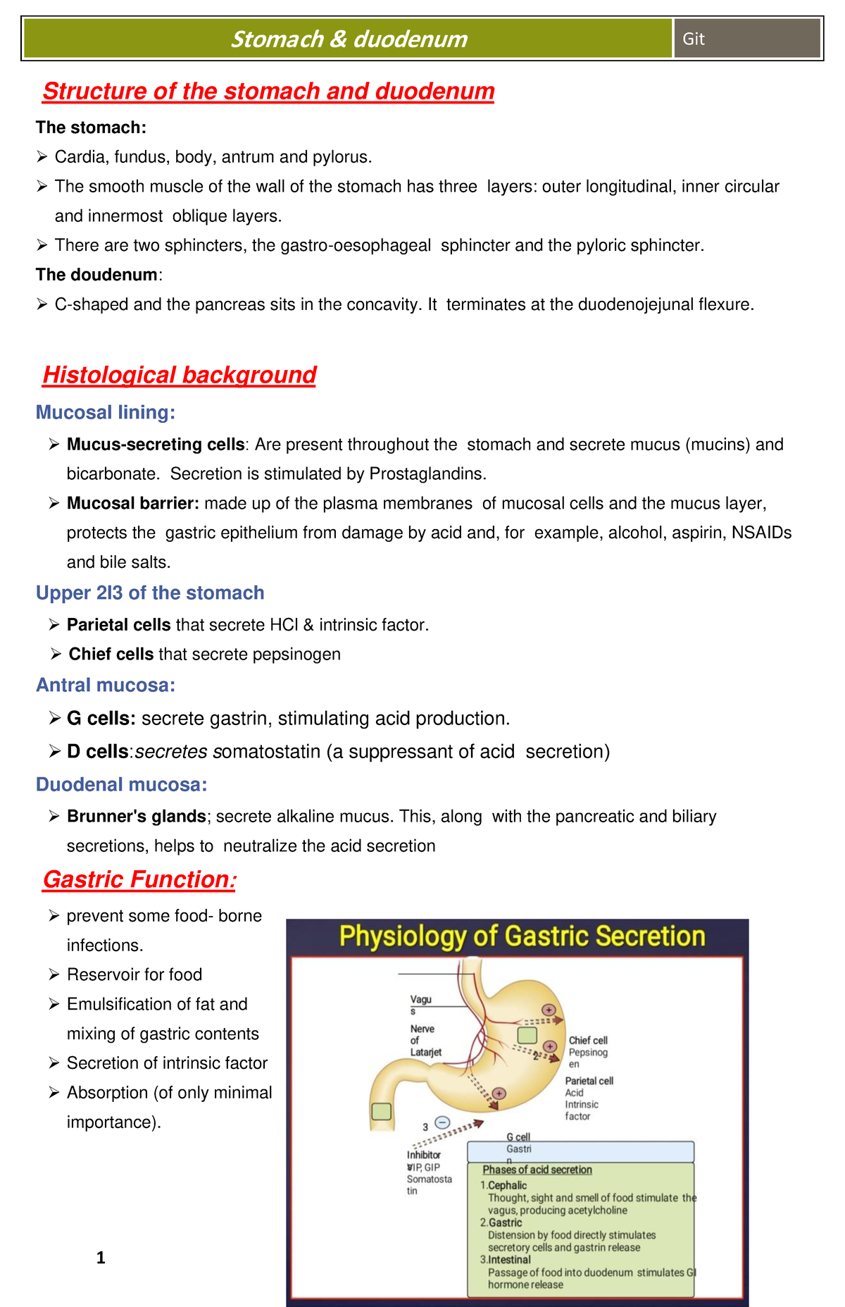 Peptic ulcer - Structure of the stomach and duodenum The stomach ...