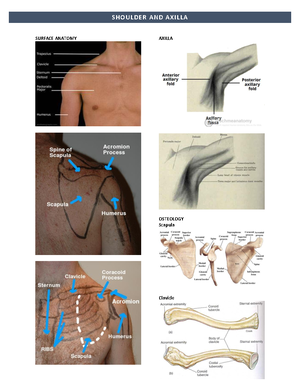 Gross Anatomy: Elbow, Forearm, Arm, Hand, and Wrist - ELBOW AND FOREARM ...
