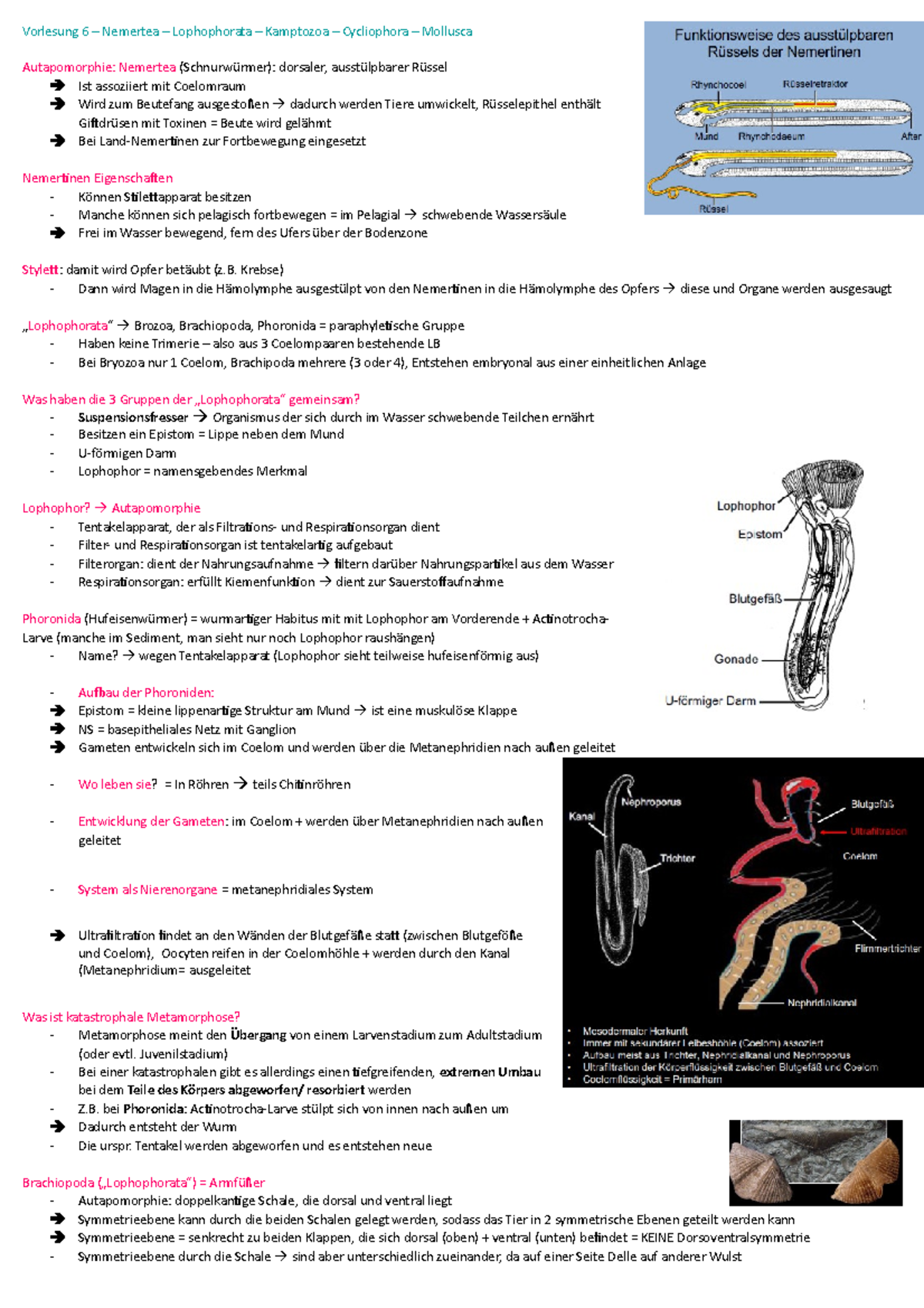 Vorlesung 6 - Vorlesung 6 – Nemertea – Lophophorata – Kamptozoa ...