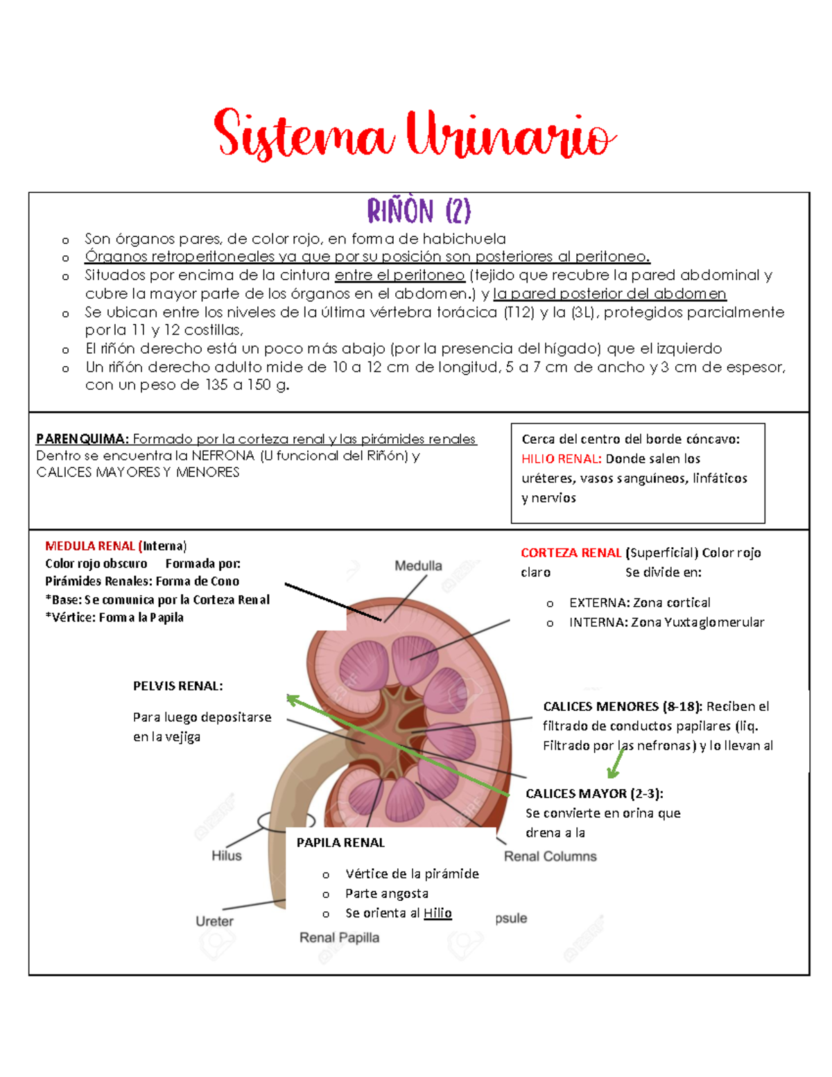 S. Urinario Resumen - Sistema Urinario o Son órganos pares, de color rojo, en forma de ...