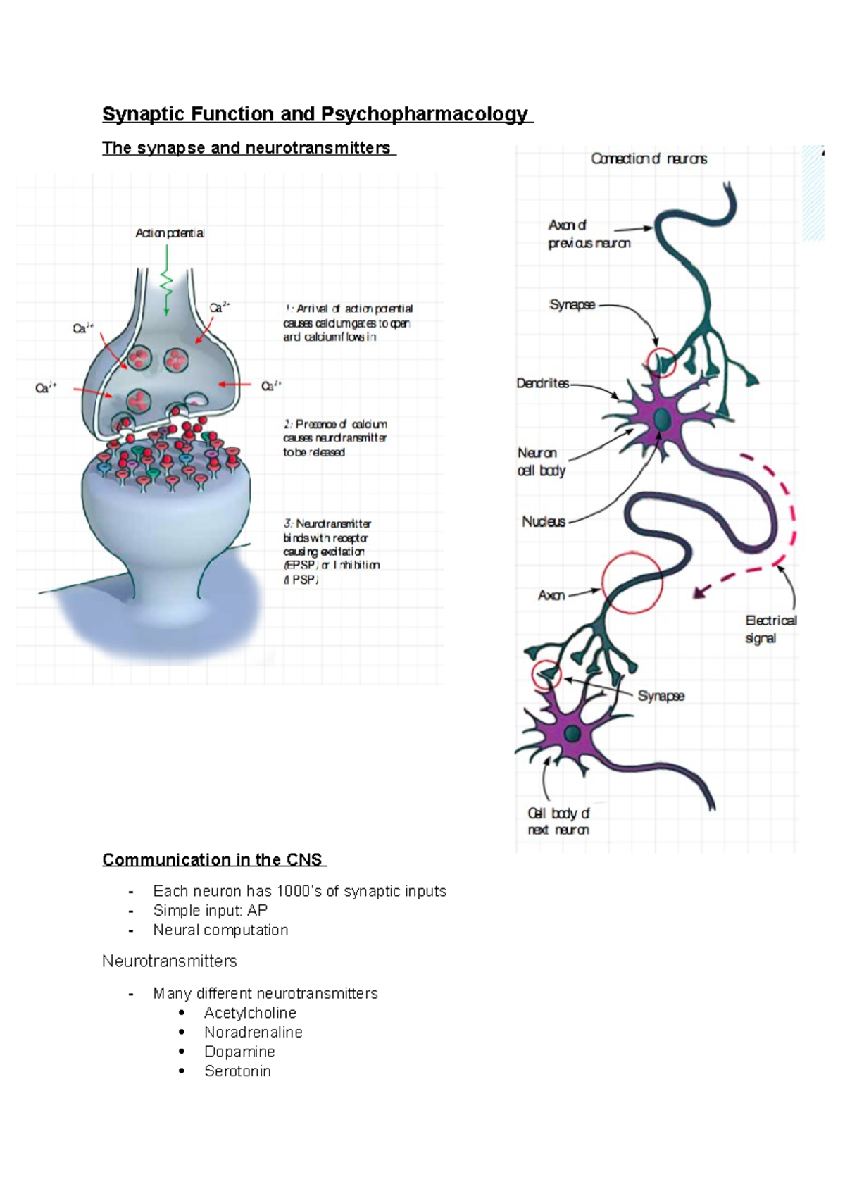 WK2 Synaptic Functions - Synaptic Function and Psychopharmacology The ...