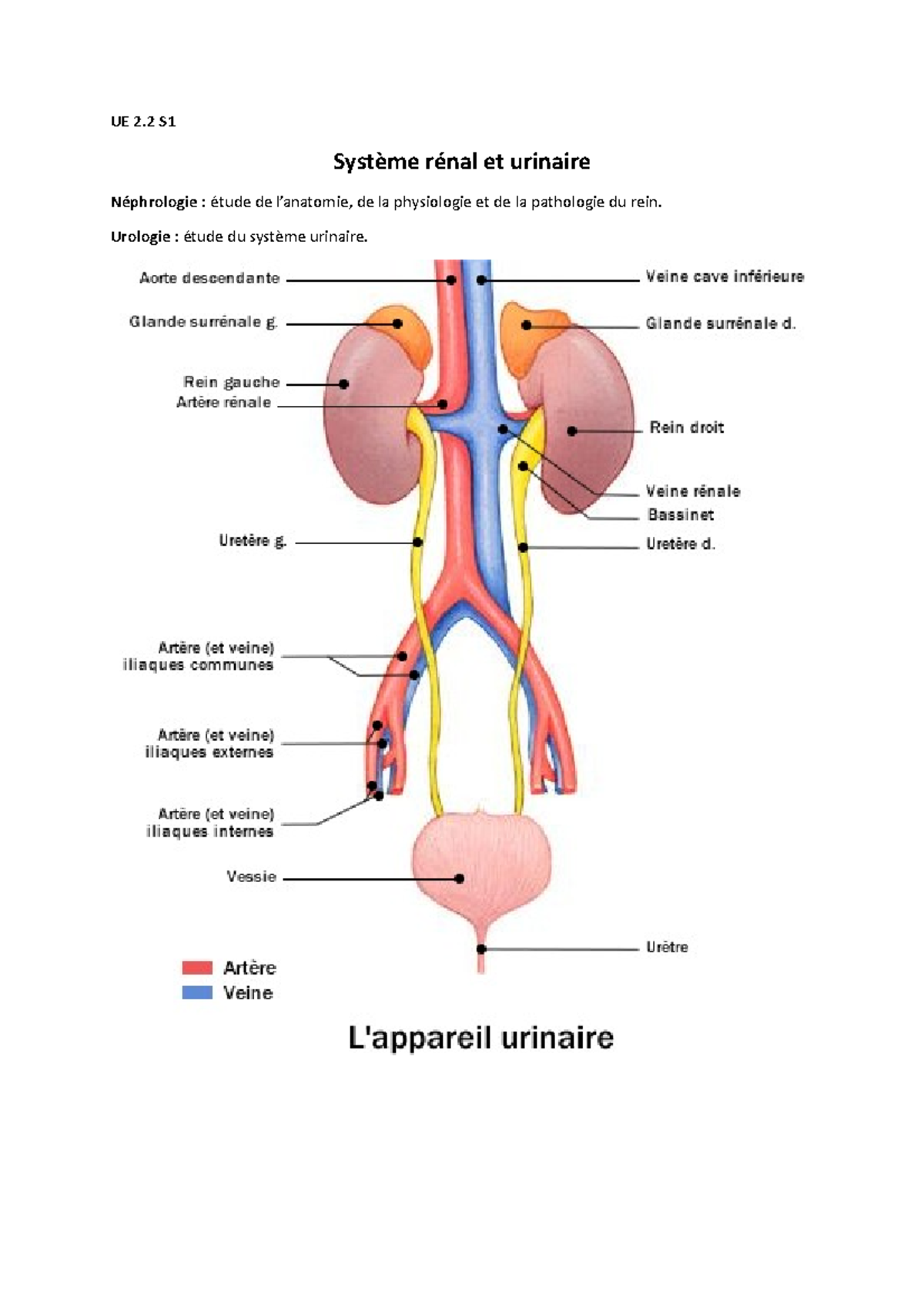 UE 2.2 S1 Systeme reinal et urinaire - UE 2 S Système rénal et urinaire Néphrologie : étude de ...