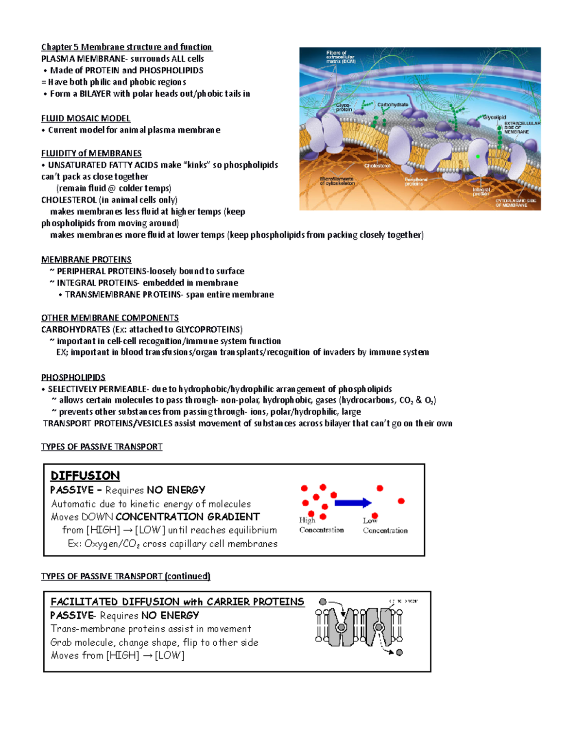 Ch. 5 study guide - Chapter 5 Membrane structure and function PLASMA ...