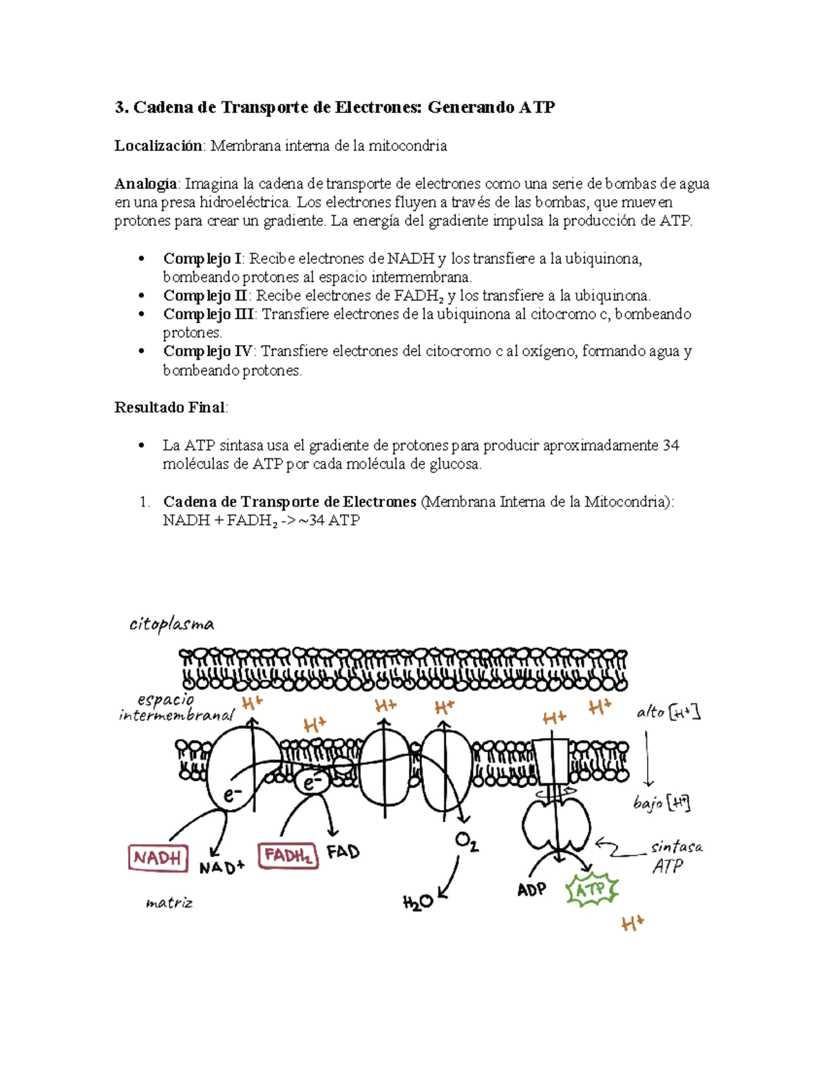 Respiración Celular - informacion - 3. Cadena de Transporte de ...
