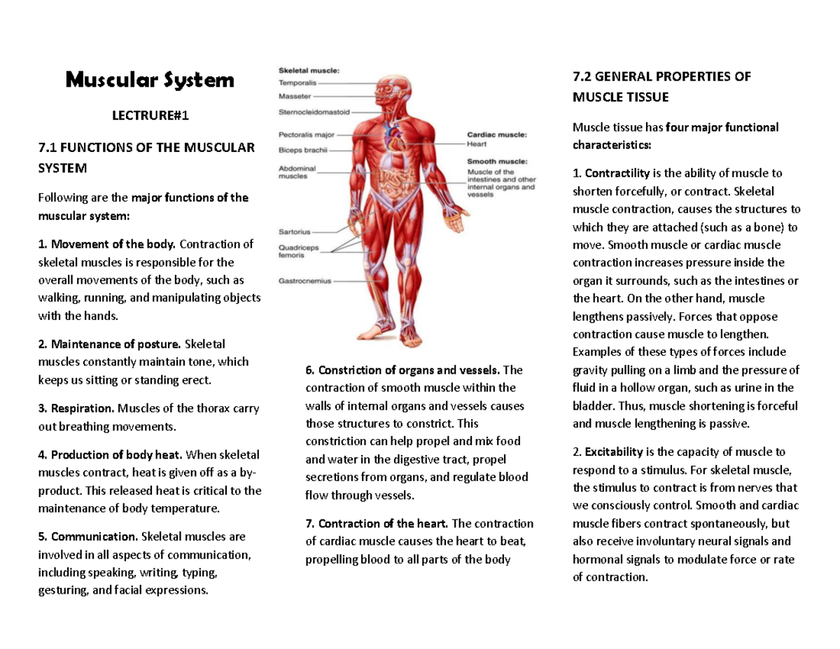 Anatomy Midterms REV - anaphy - Muscular System LECTRURE# 7 FUNCTIONS ...