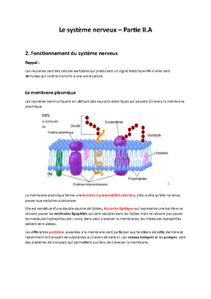 Le système nerveux I - Le système nerveux Introduction Système nerveux ...