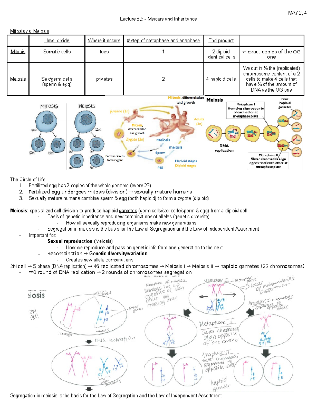 Lecture 8,9 - Meiosis and Inheritance 1 & 2 - MAY 2, 4 Lecture 8,9 ...