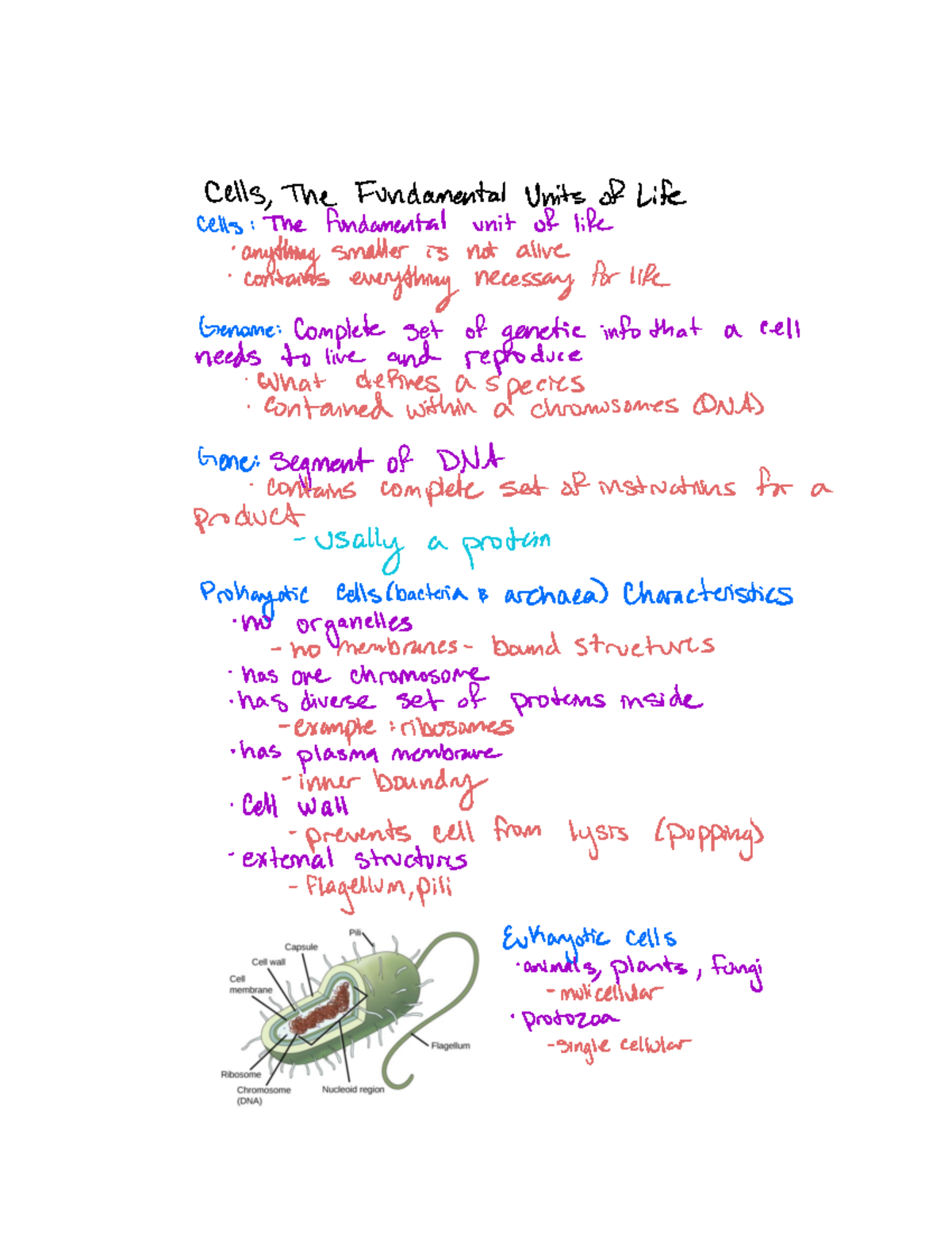 Cells, The Fundamental Units of Life - Cells The Fundamental Units of ...