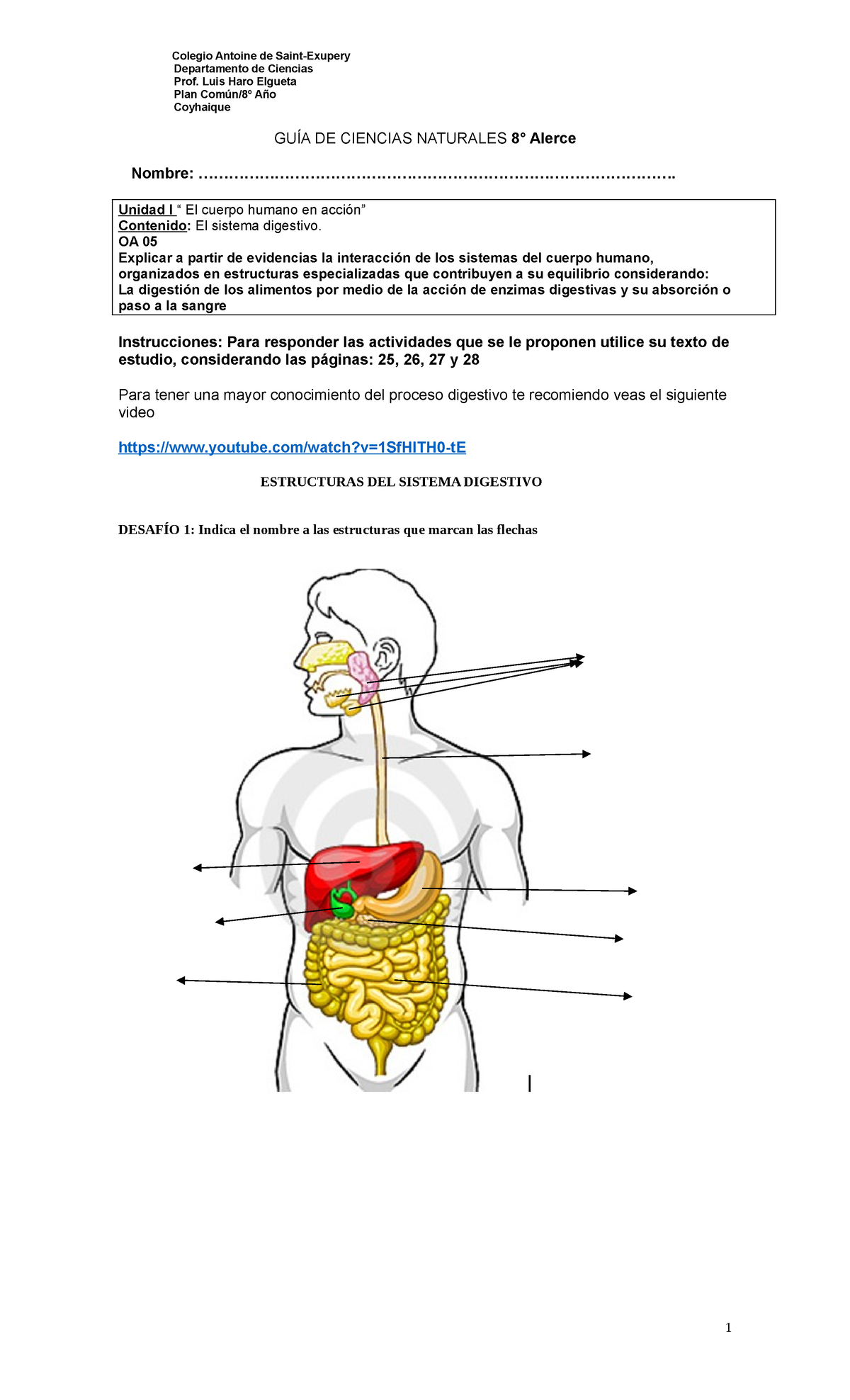 Guía sistema digestivo - Colegio Antoine de Saint-Exupery Departamento ...