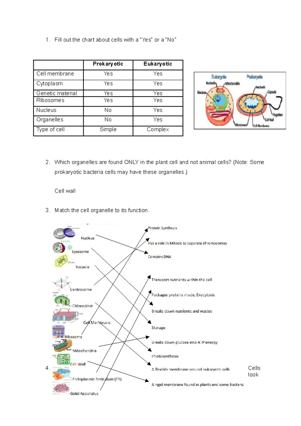 BIO411 Assignment 3 - cell theory - Fill out the chart about cells with ...