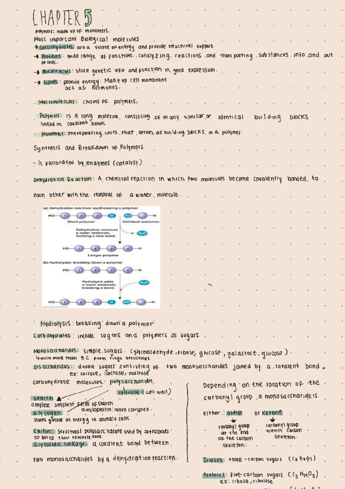 Chp 5 220912 144604 - Explore the functions and structures of the most ...