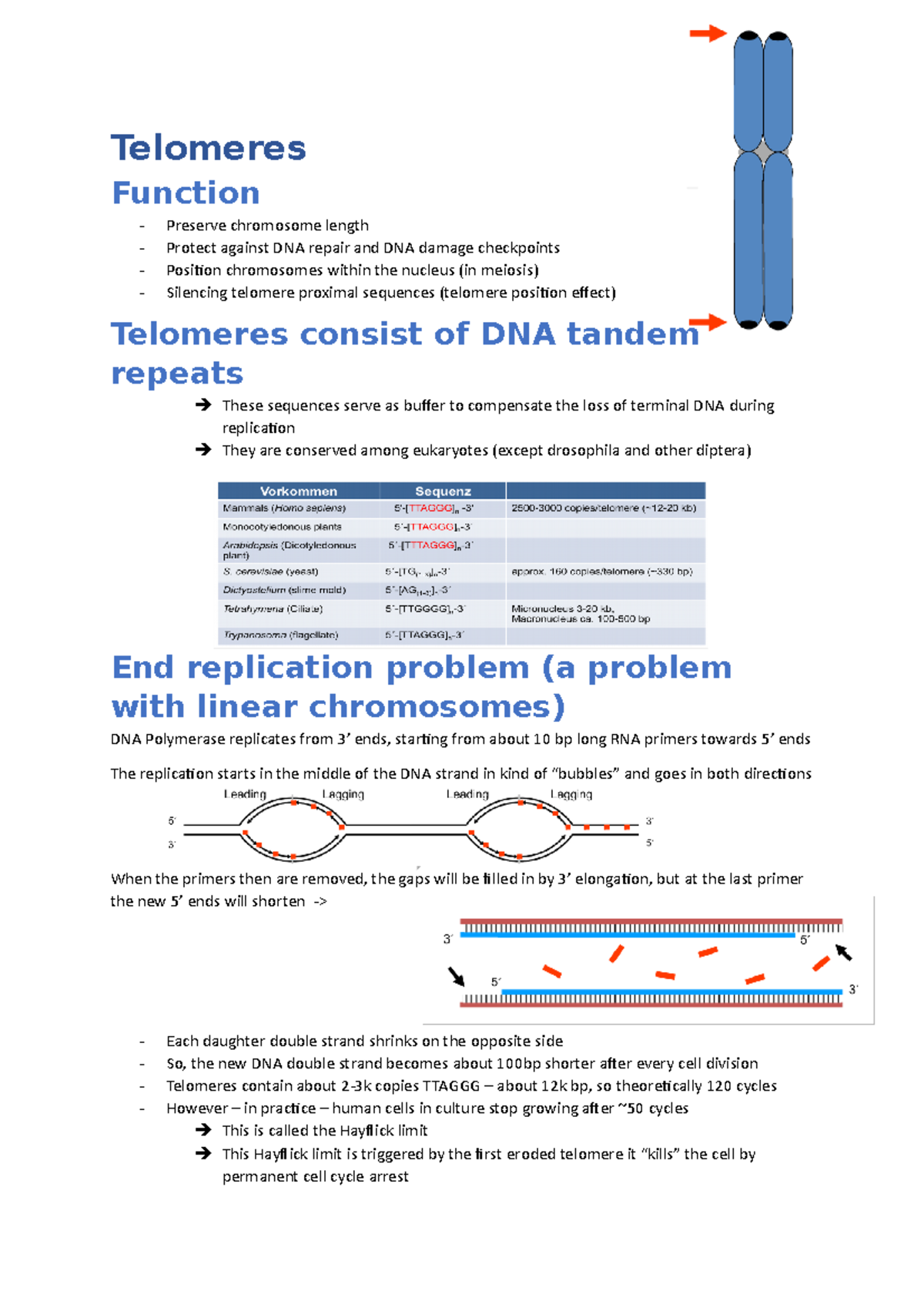 Chromosomebiology-CB4 Telomere - Telomeres Function Preserve chromosome ...