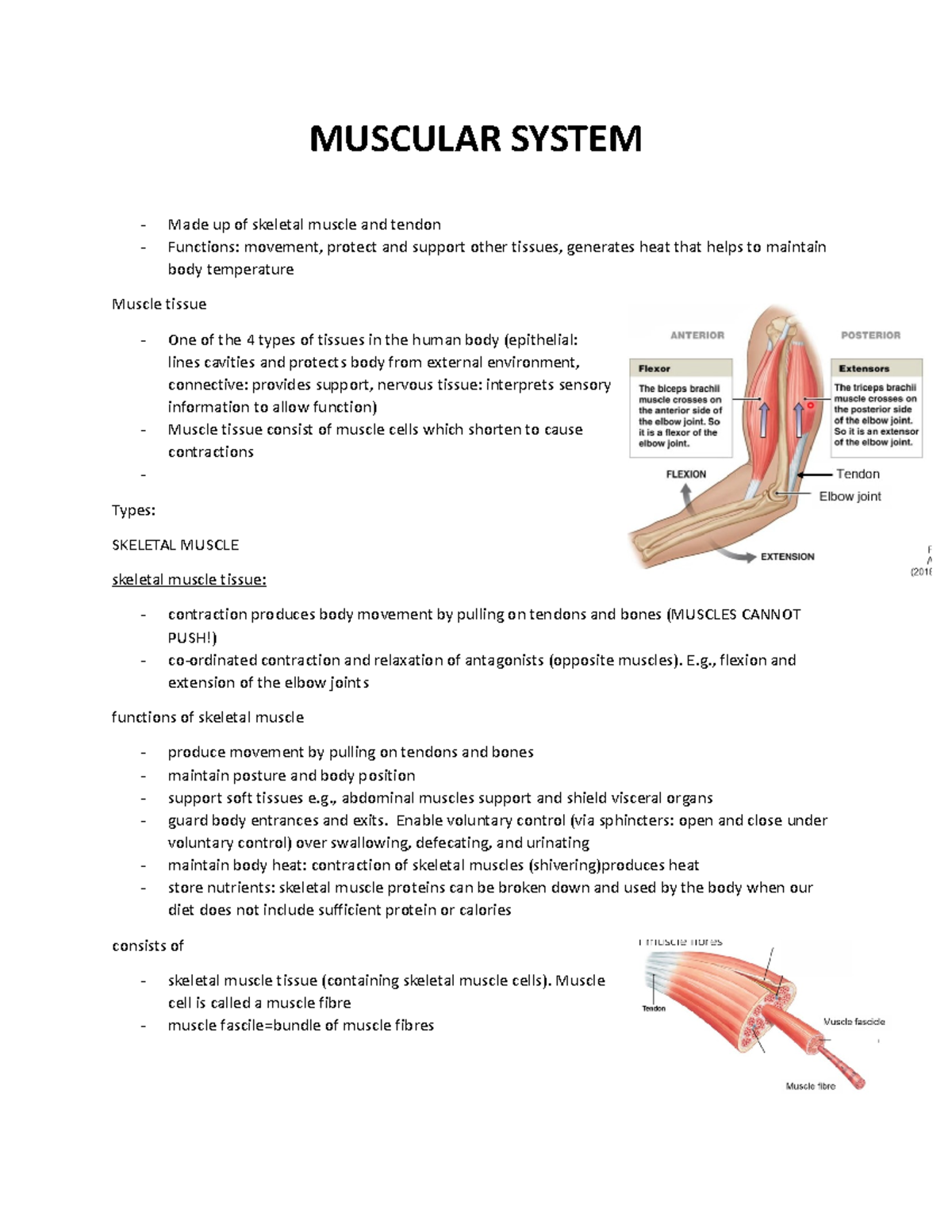 Muscular System - MUSCULAR SYSTEM Made up of skeletal muscle and tendon ...