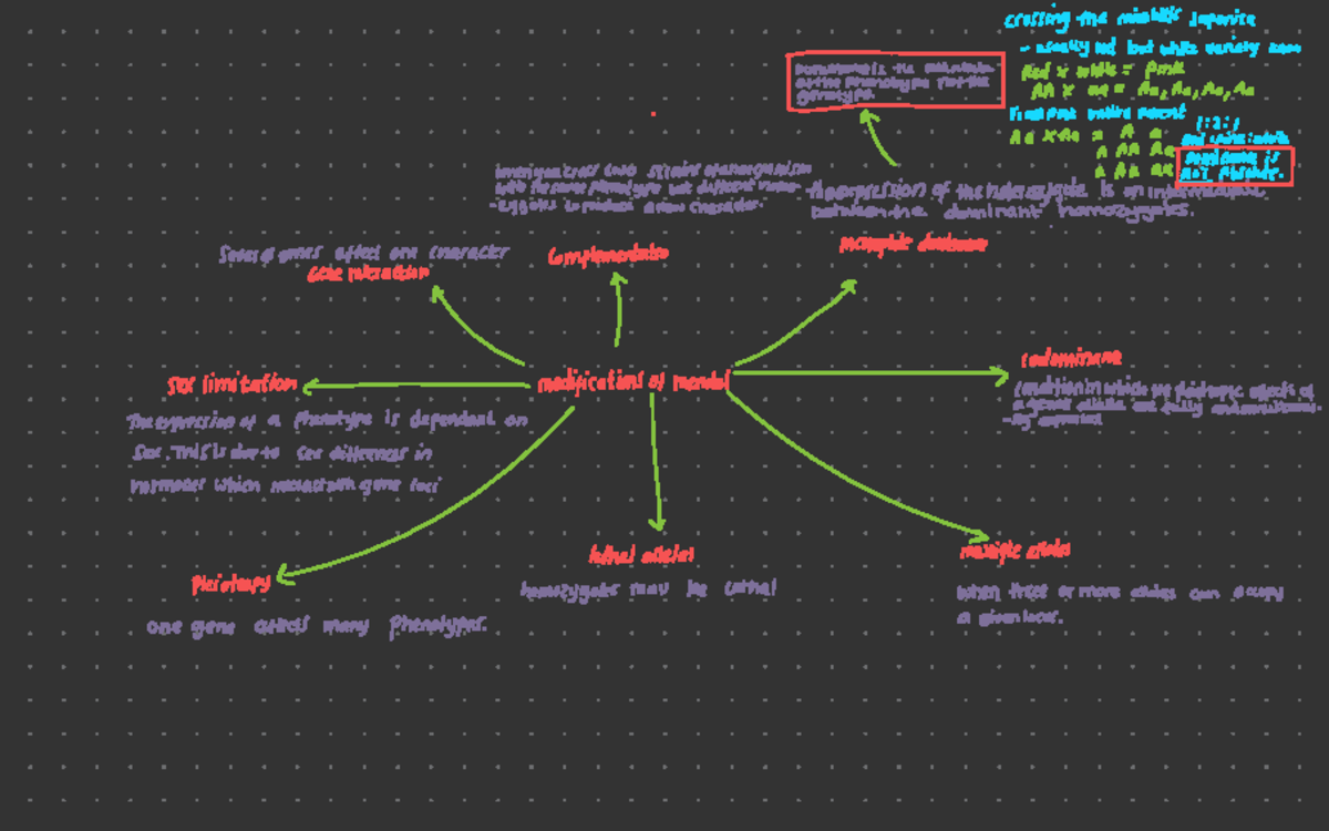 Modifications of mendel mind map - crossing the mirabilis japonica ...