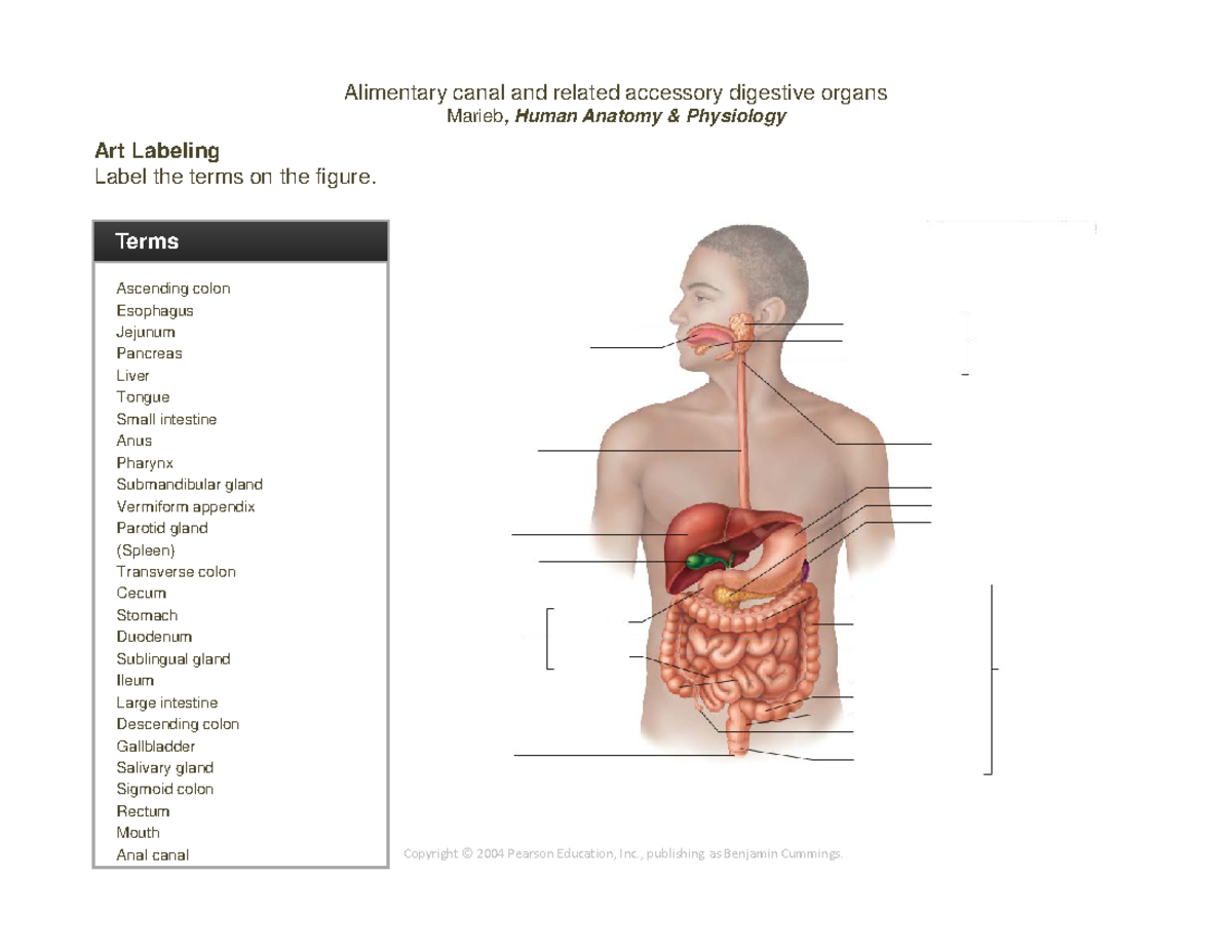 23 Alimentary canal and related accessory digestive organs- Updated ...