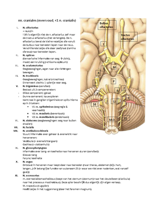 Samenvatting craniale- spinale zenuwen - Anatomie en fysiologie van ...