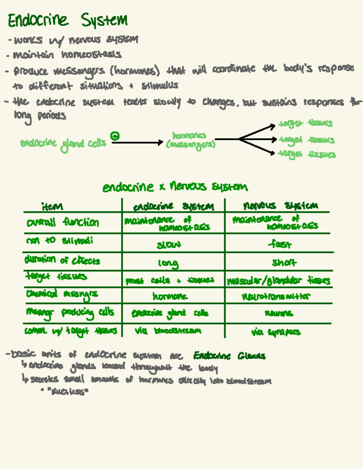 endocrine system review - Endocrine System -works w/ nervous system ...