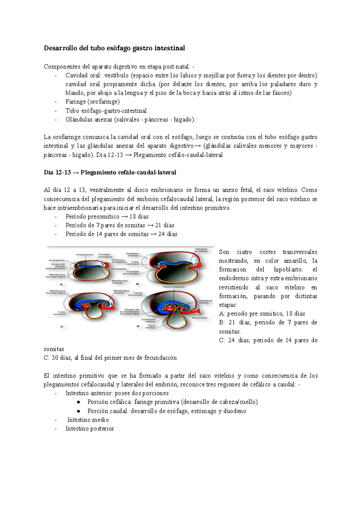 Embrio - Desarrollo del tubo esófago gastro intestinal Componentes del ...