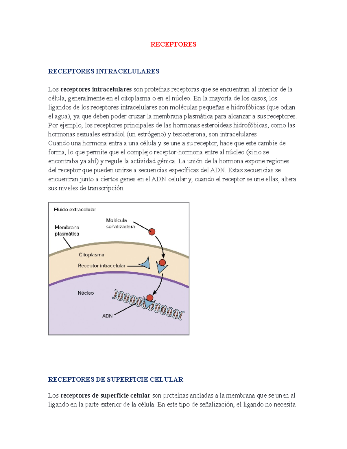4. Receptores de membrana - RECEPTORES RECEPTORES INTRACELULARES Los receptores - Studocu