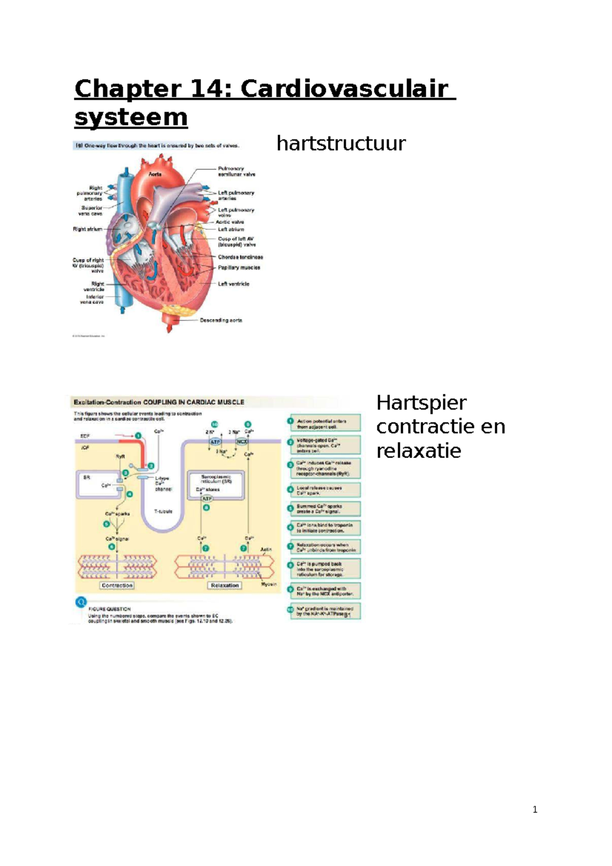 Belangrijke schemas - Chapter 14: Cardiovasculair systeem hartstructuur ...