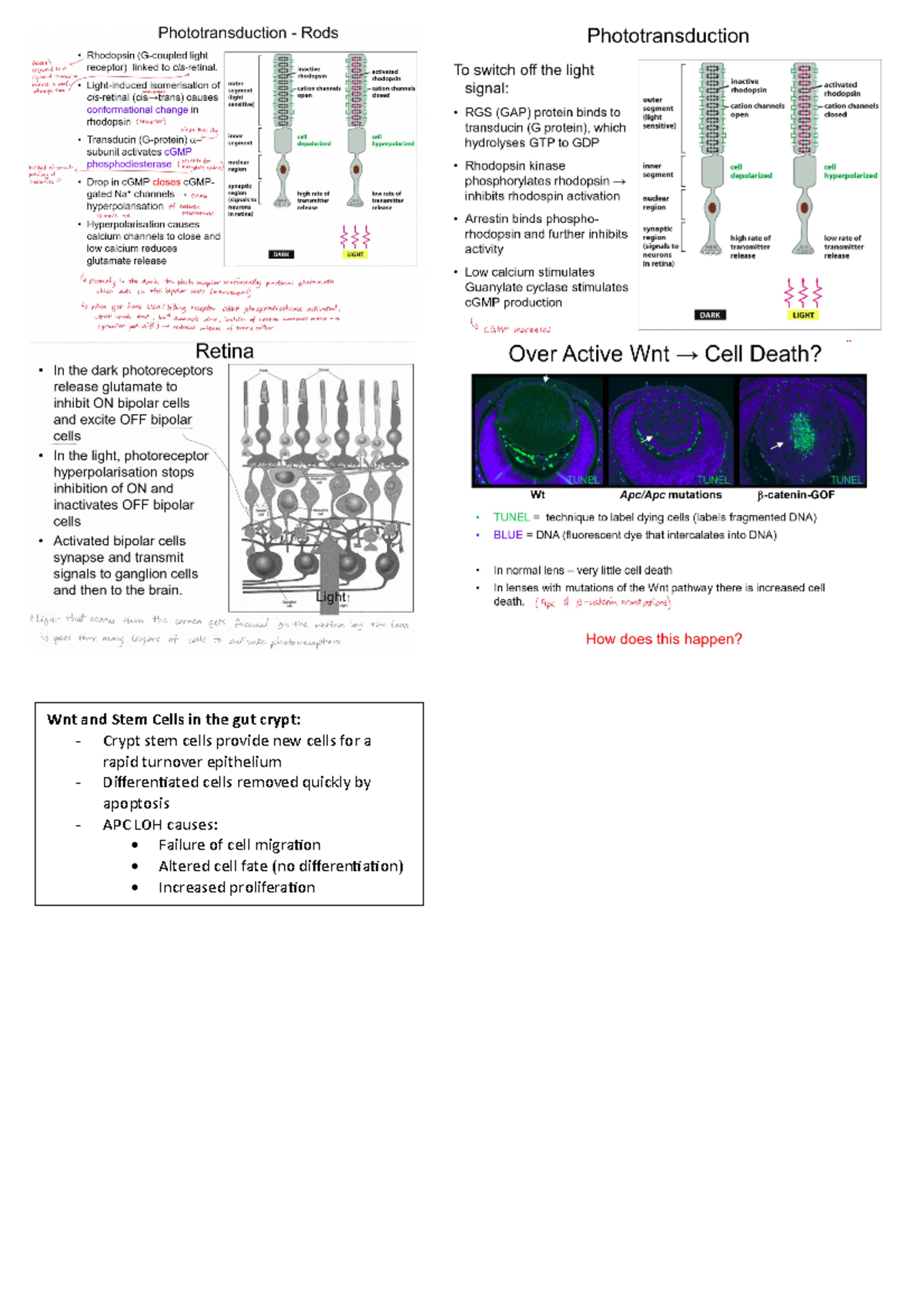 Topic 4: Infection & Immunity Lecture notes ALL - Wnt and Stem Cells in ...