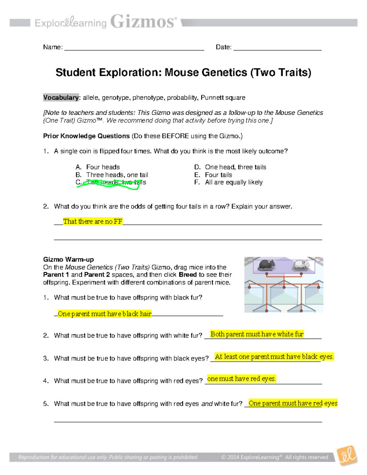 Student Exploration Mouse Genetics Two T - Name ...