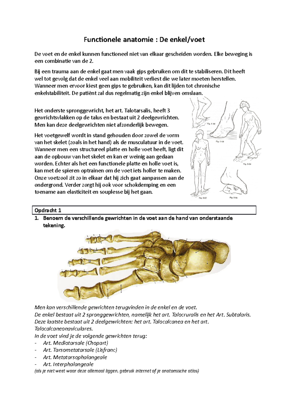 Functionele anatomie De enkel/voet - Functionele anatomie : De De voet ...