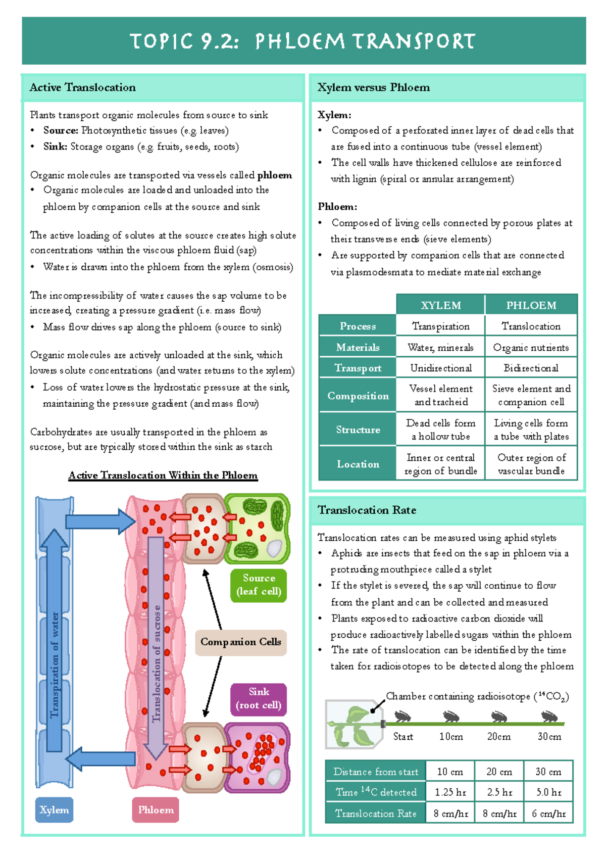 9.2 Phloem Transport-2 - Xylem versus Phloem Xylem: Composed of a ...