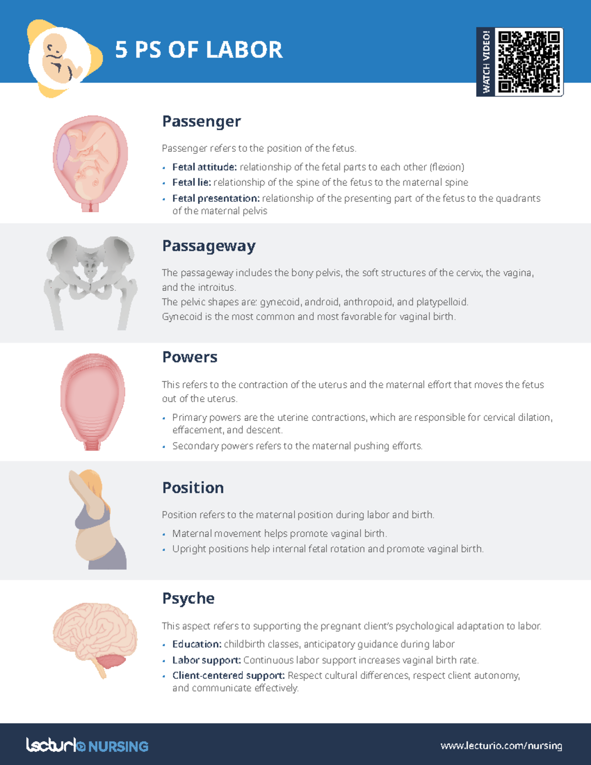 Nursing CS 5-Ps of Labor 02 - lecturio/nursing 5 PS OF LABOR Passenger ...