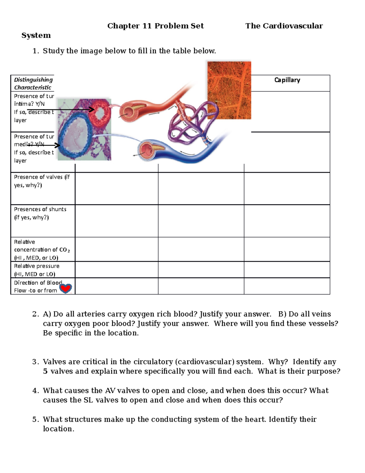 BIOL 1180Ch 11 Problem Set The Cardiovascular System - Chapter 11 ...