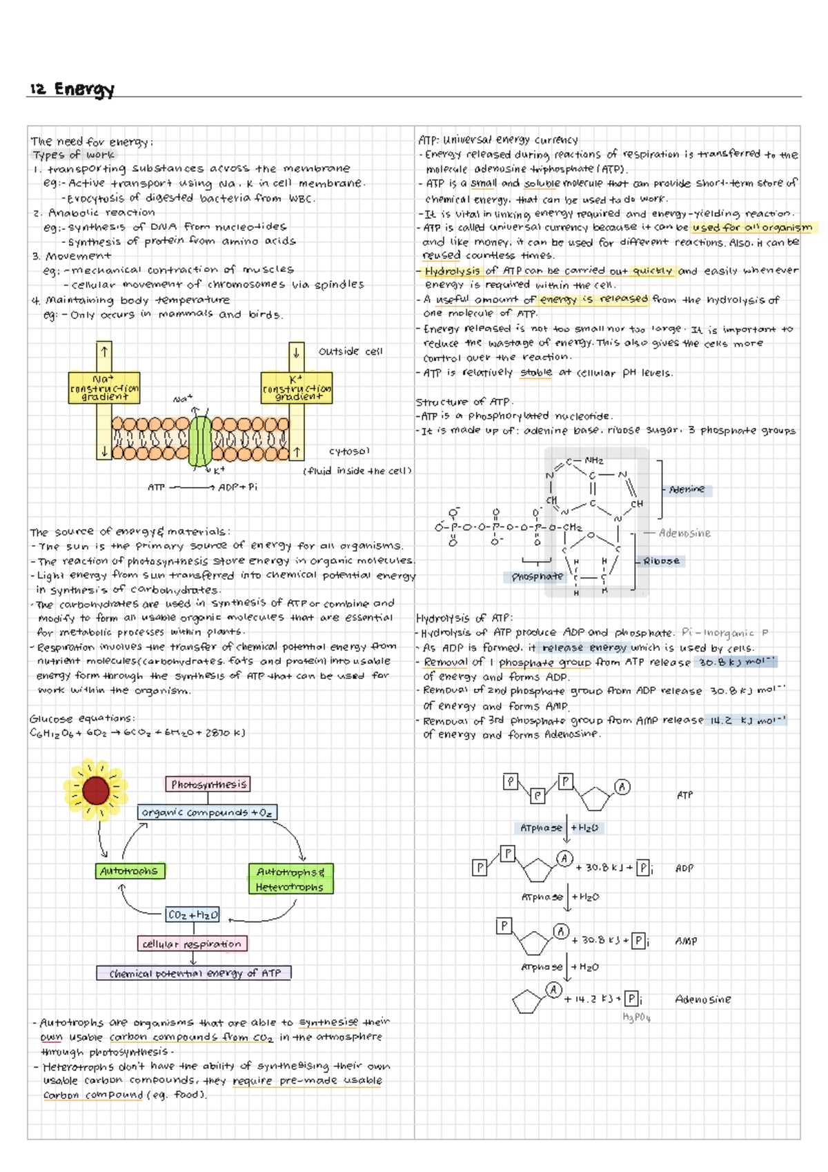 A2 biology energy note - Biology - Studocu