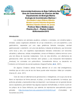 Spondylidae - Spondylus calcifer PECT1 Callo escarlopa o almeja burra ...
