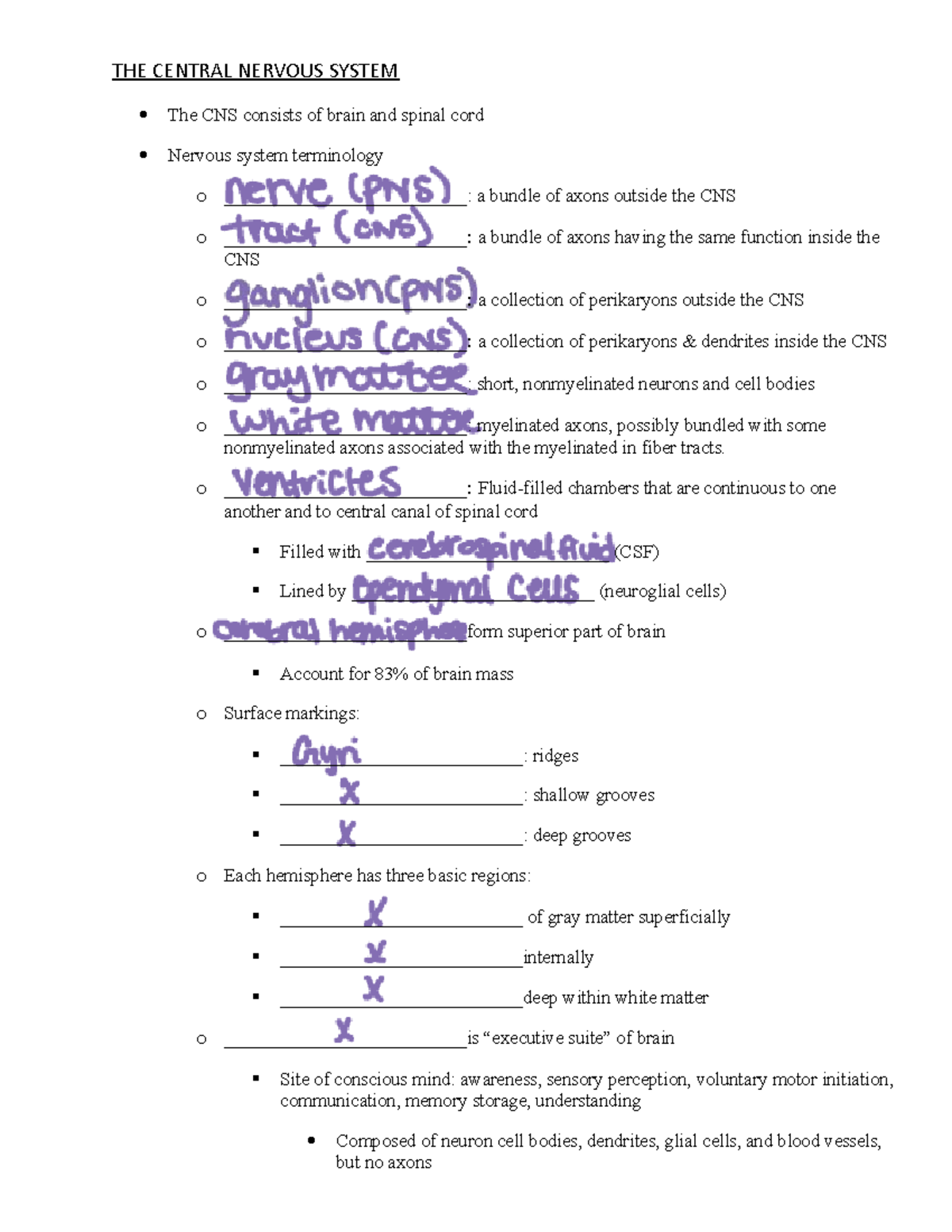 The+Central+Nervous+System copy - THE CENTRAL NERVOUS SYSTEM The CNS ...