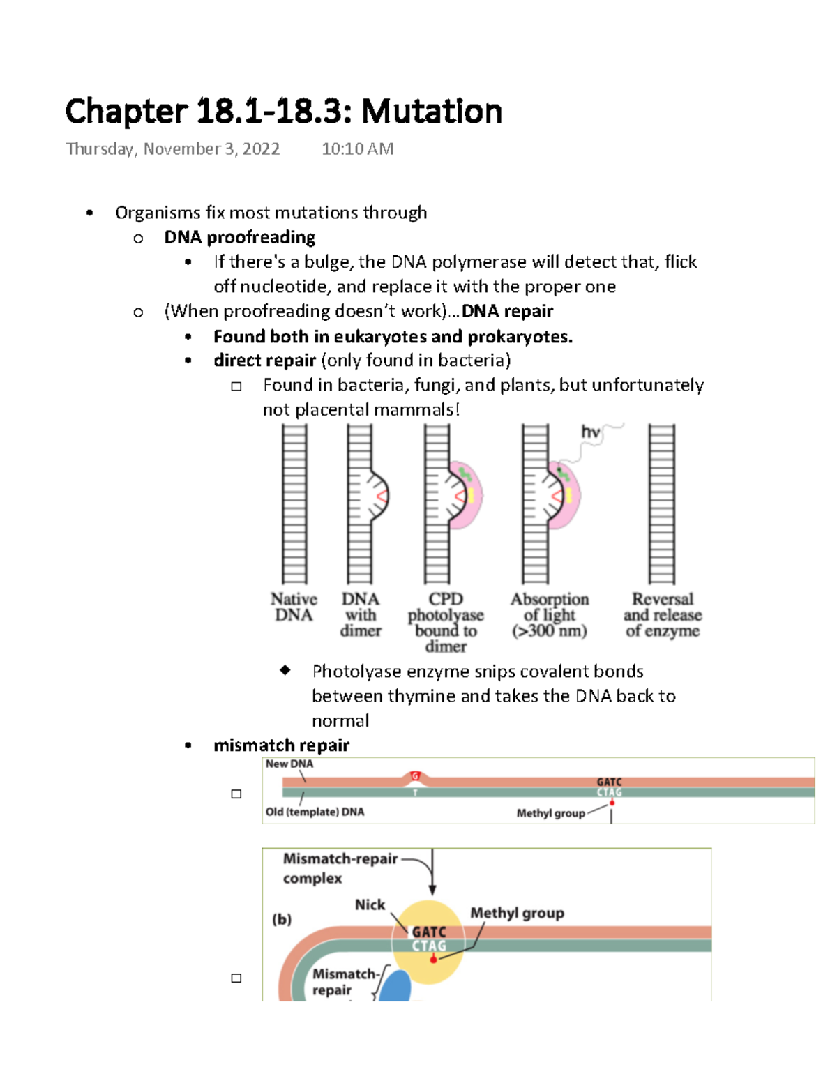 Module 3 Chapter 18.1-18.3 Mutation (lecture) - Organisms fix most ...
