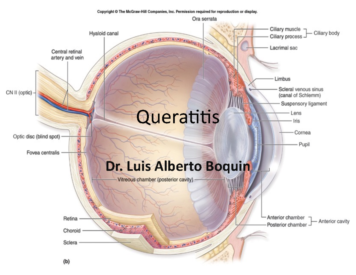 5. Queratitis- Queras Dr. Luis Alberto Boquin ANATOMIA " Epitelio " Capa de bowman " - Studocu