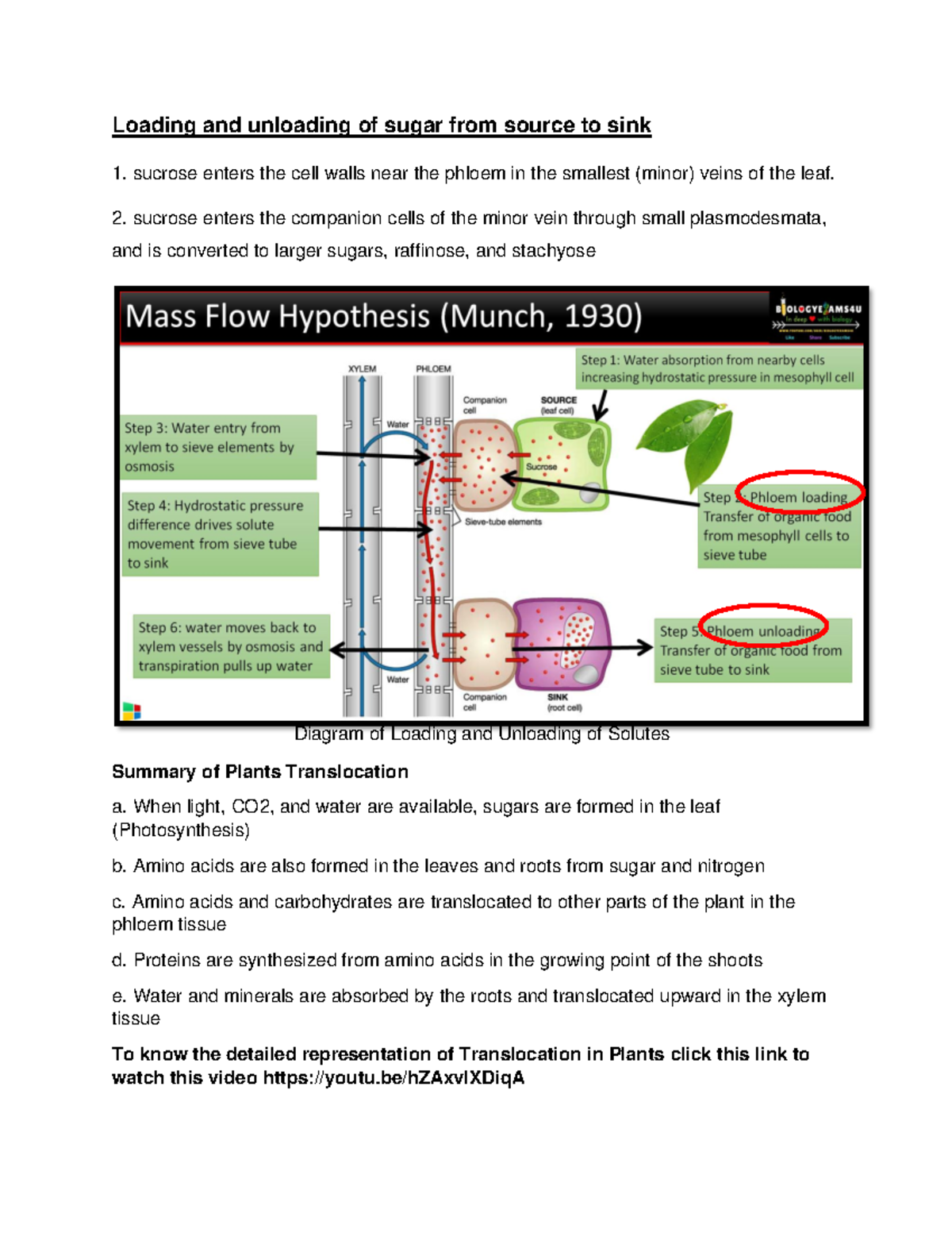 Loading and unloading of sugar from source to sink - sucrose enters the ...