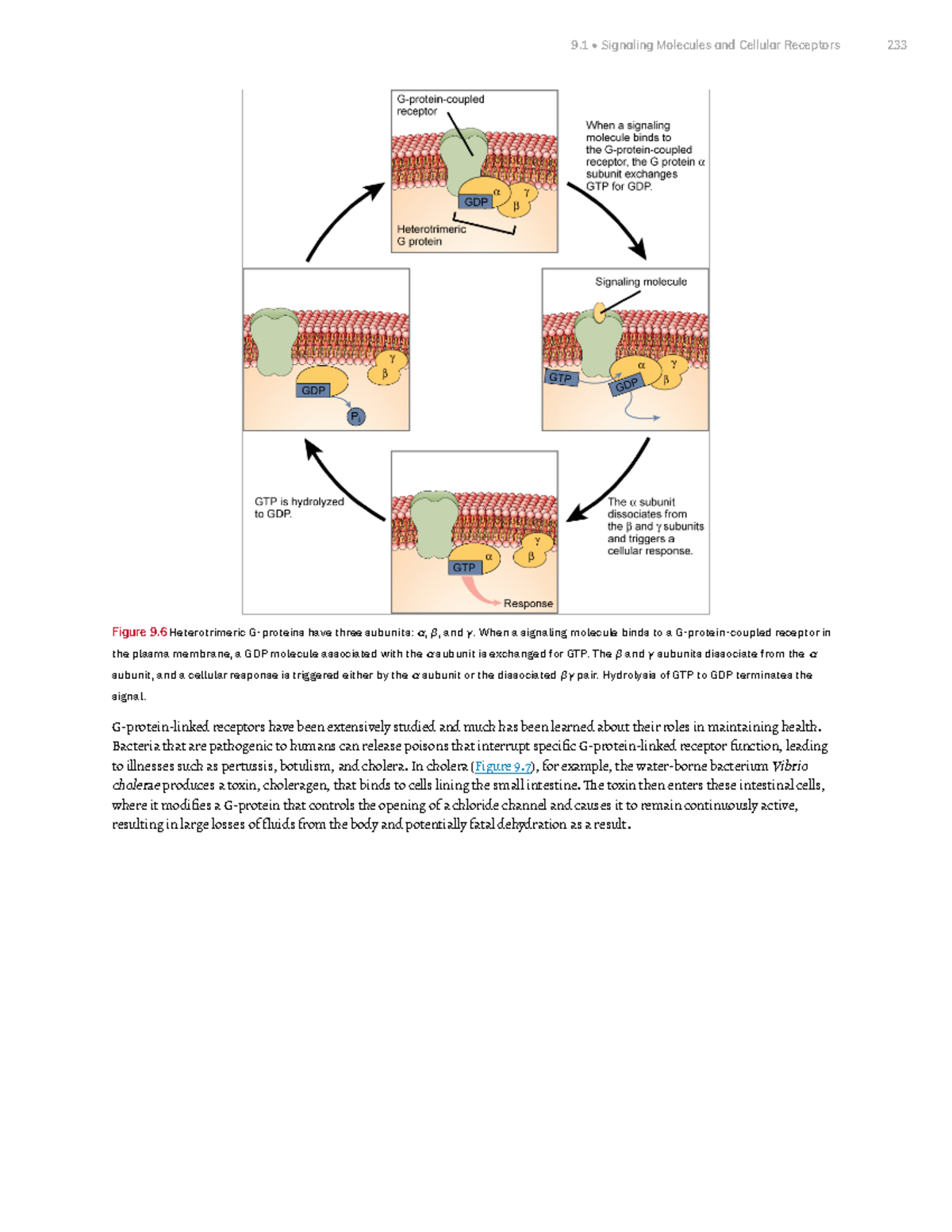 Chapter 9 Cell Communication Part 3 - Figure 9 Heterotrimeric G-proteins have three subunits: α ...
