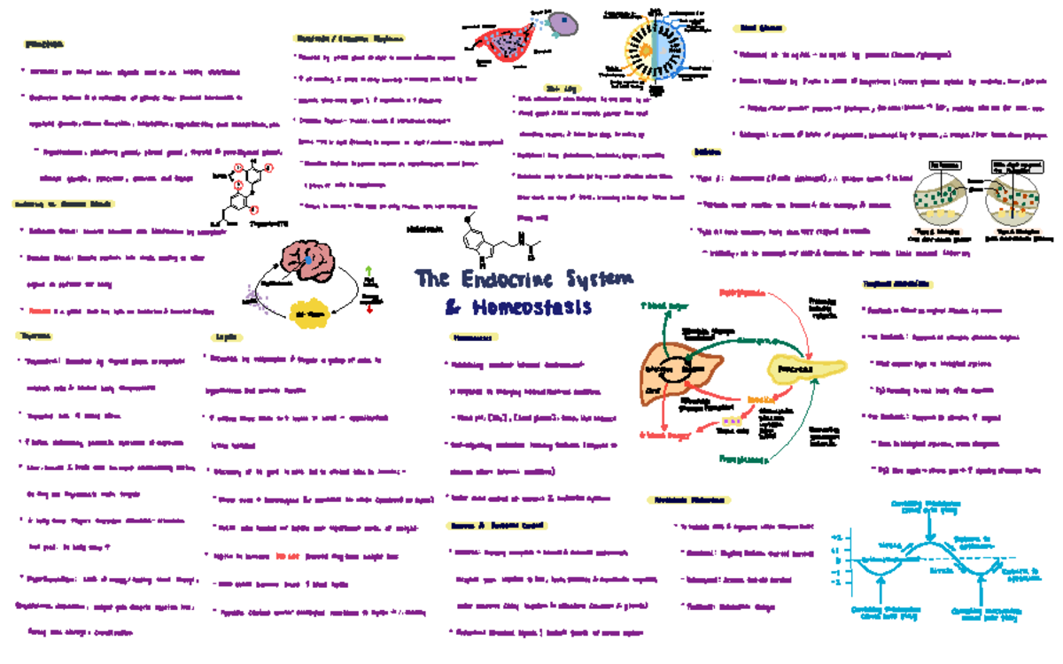 Endocrine System, Urinary System And Homeostasis One Page Summary ...