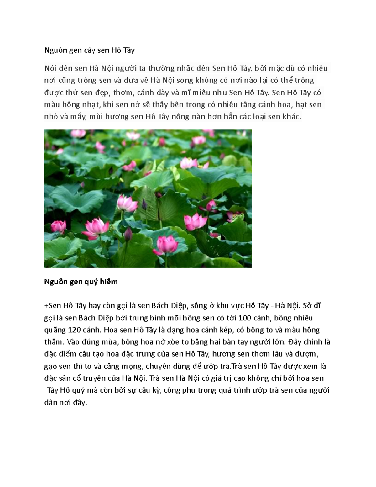 Nguồn gen cây sen hồ tây - cây - Nguồồn gen cây sen Hồồ Tây Nói đếến ...