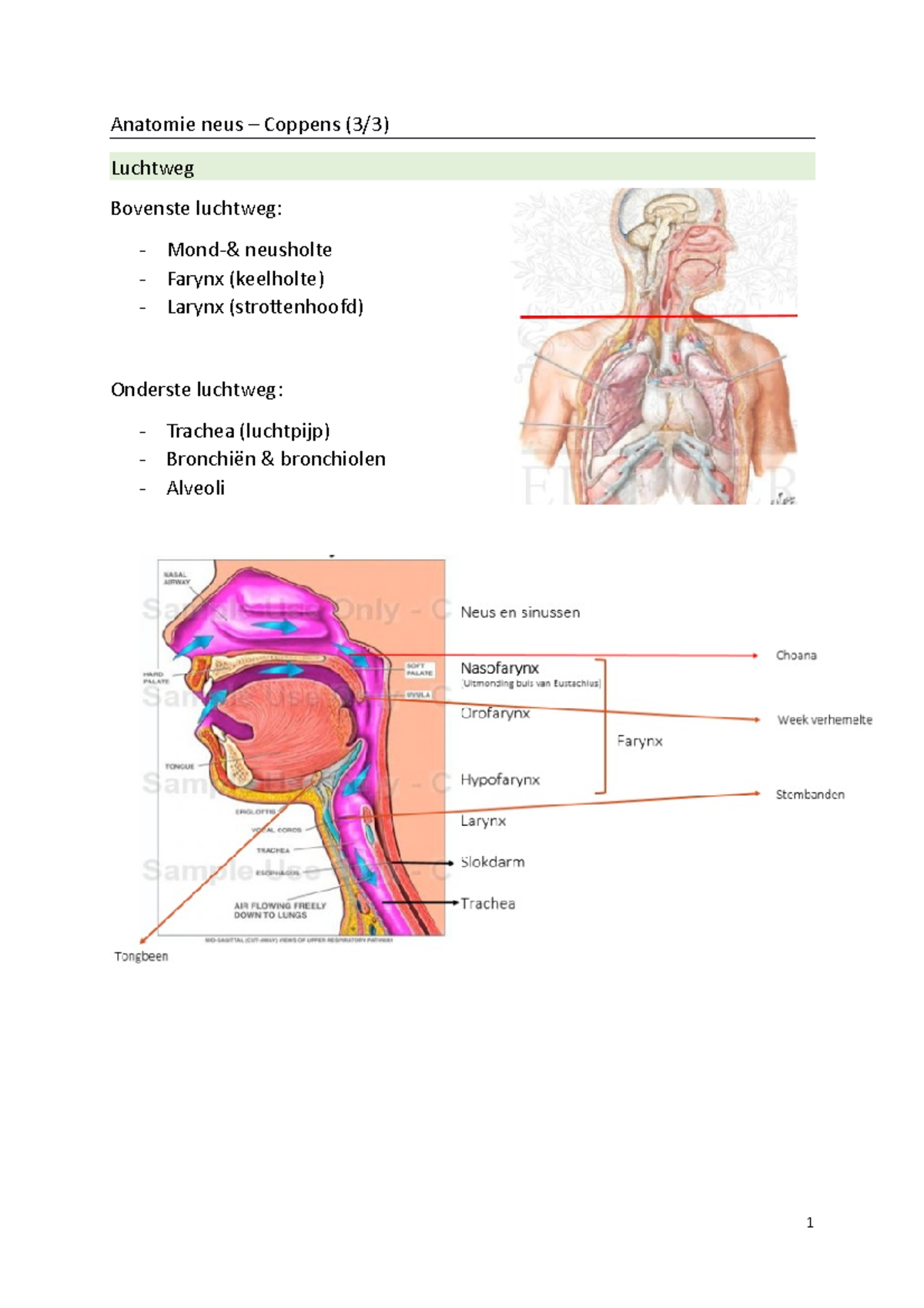 Anatomie neus - C - Anatomie neus – Coppens (3/3) Luchtweg Bovenste ...